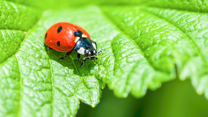 Ladybugs: How to tell the difference between the good and the bad in ...