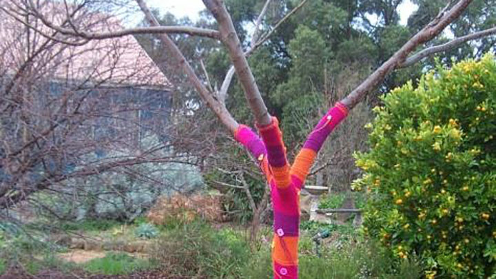 Warwick’s woolly tree tradition - Starts at 60