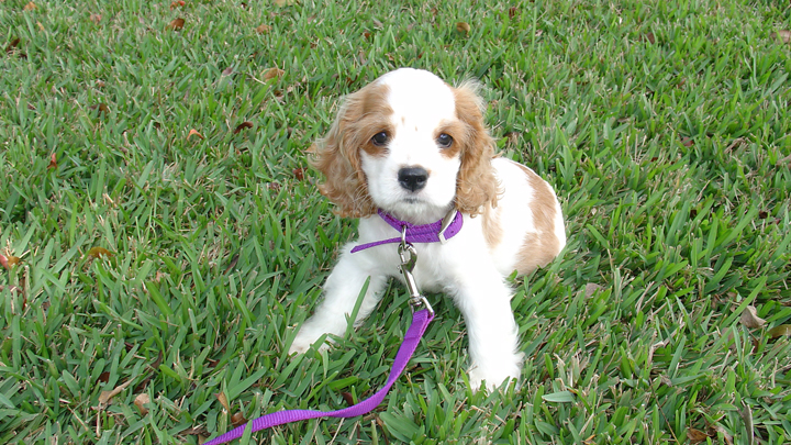 Help the RSPCA by adopting a pet on September 20! - Starts at 60