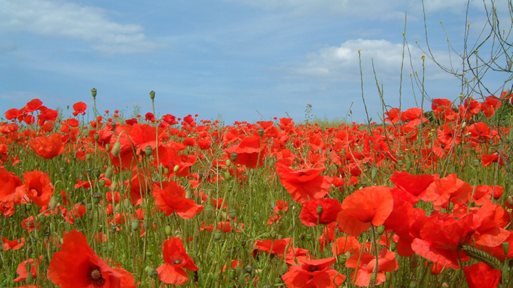 The final roll call - Starts at 60