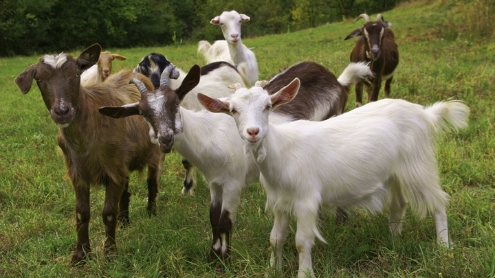 Old goats - Starts at 60