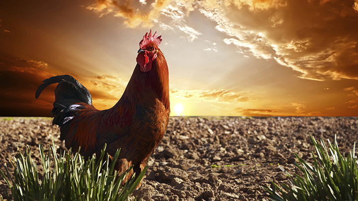 The rooster must die, but not on my hands - Starts at 60