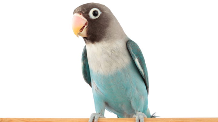 The killer parrot - Starts at 60