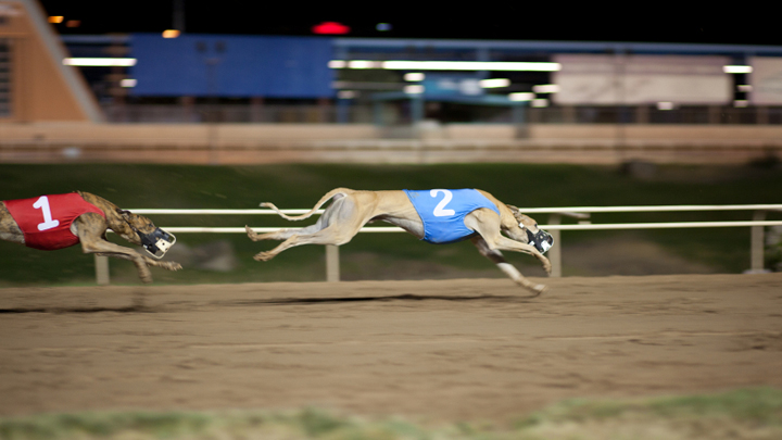 Shocking details of live baiting revealed: should we stop the races ...