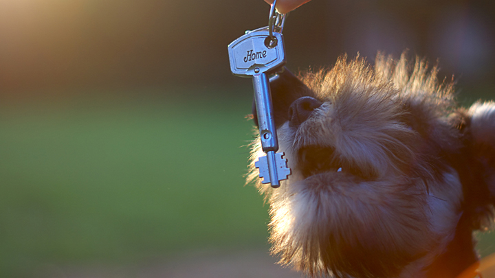 Renting with dogs? Here’s how to make sure you get approved - Starts at 60