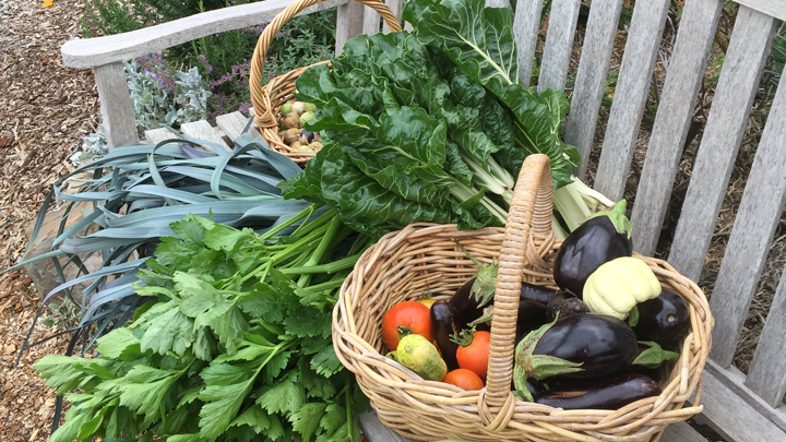 The perfect vegies for a small space - Starts at 60