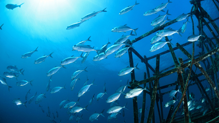 Artificial reef nets gains for fishermen - Starts at 60