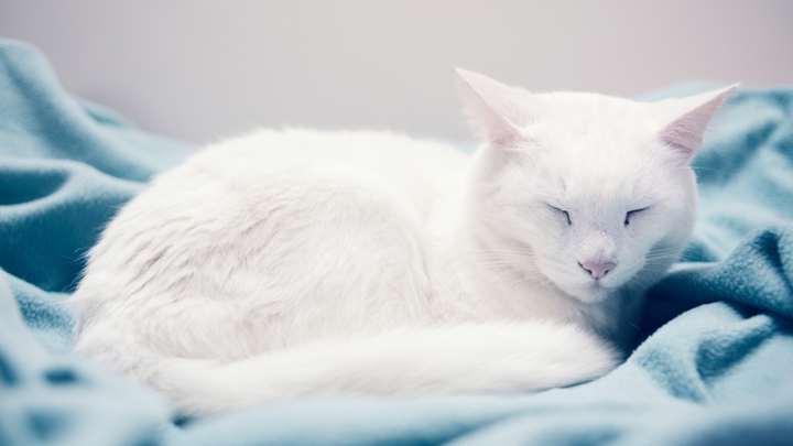 KitKat: The kitten I rescued and lost - Starts at 60