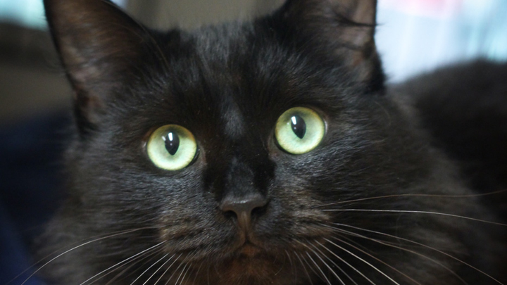 If you love cats, William will be happy to fit right in to your home ...