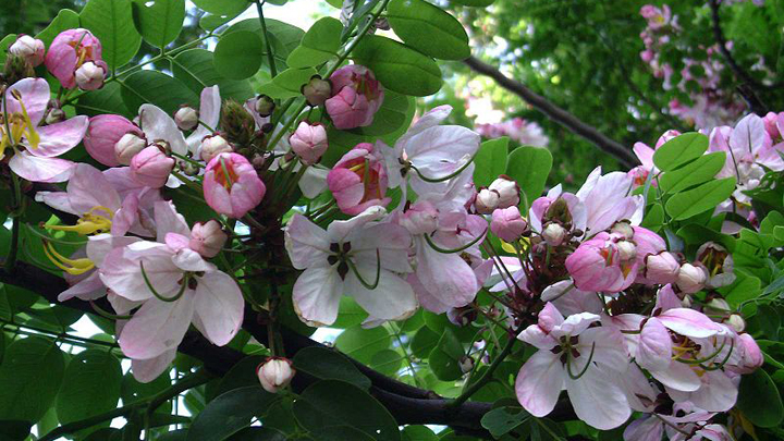 Pink Cassia Tree This Is The P Page Of Our A To Z Guide To Plants