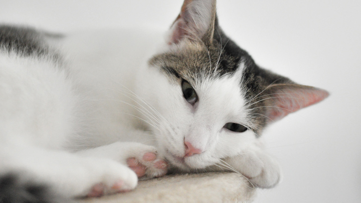 Audrey the cat has been patiently waiting for you to take her home ...