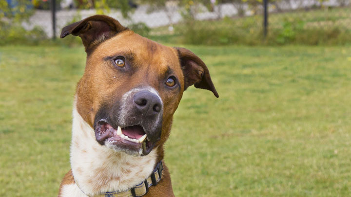 Blaze is a super handsome pooch looking for a second chance - Starts at 60