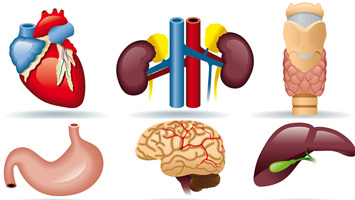 The most powerful body part - Starts at 60