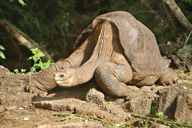 Meet the world’s strangest, most remarkable animals - Starts at 60