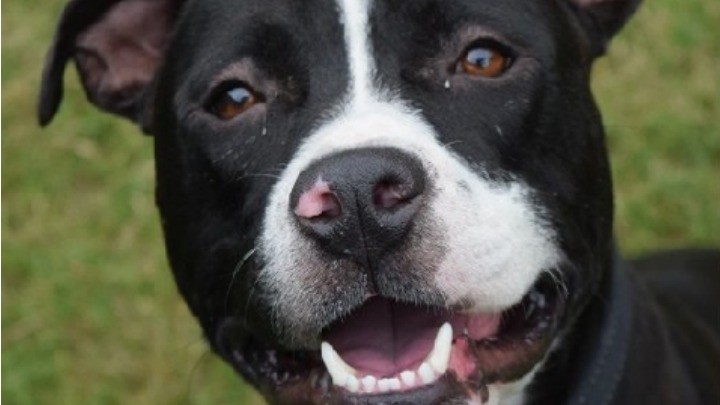 Beautiful Bentley is looking for his forever home! - Starts at 60