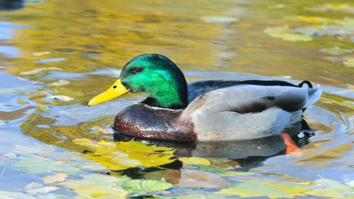 For duck’s sake - Starts at 60