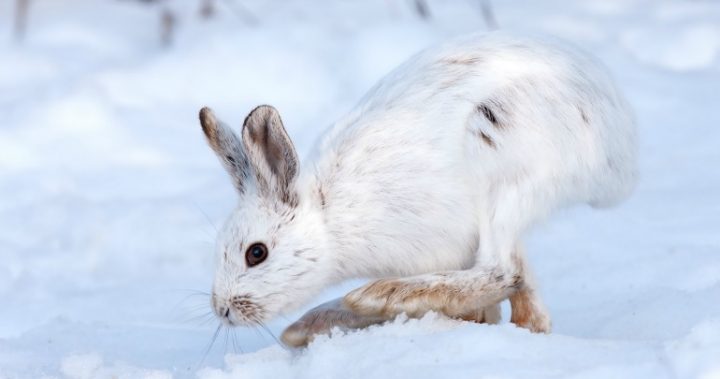 Save the dead rabbit - Starts at 60