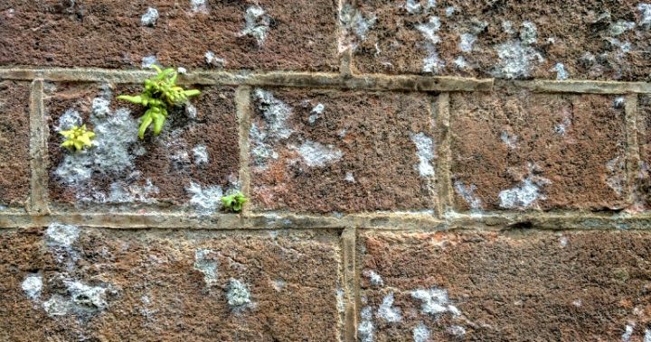 Simple lifehack to remove stubborn weeds - Starts at 60