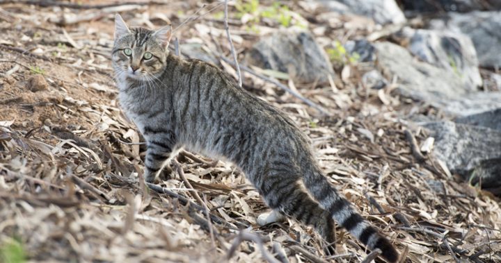 Feral Cats are our ‘problem’ - Starts at 60