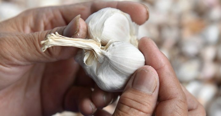 Trick to peeling garlic without touching it - Starts at 60