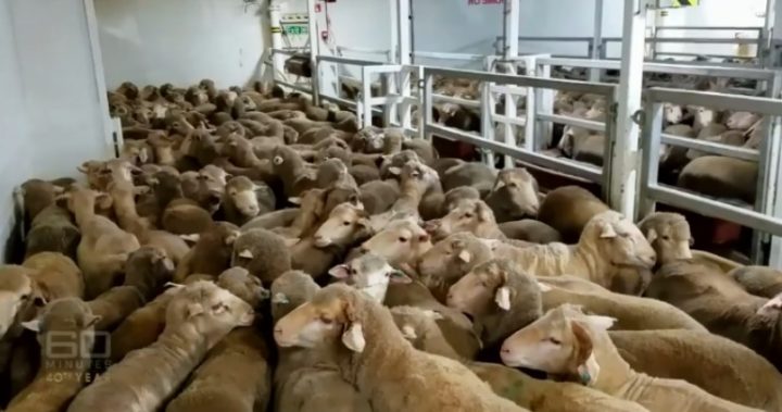 PETA calls for live animal exports ban as horrific sheep cruelty ...