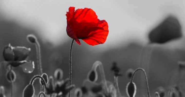 For the Fallen: Laurence Binyon’s wartime masterpiece - Starts at 60