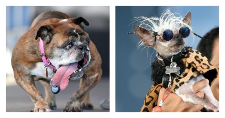 English bulldog, Zsa Zsa, wins World’s Ugliest Dog contest - Starts at 60
