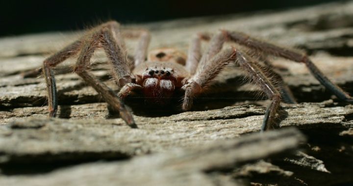 Monster huntsman spider gives homeowner a shock - Starts at 60