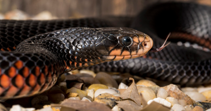 Top tips for keeping your home free from snakes this summer - Starts at 60
