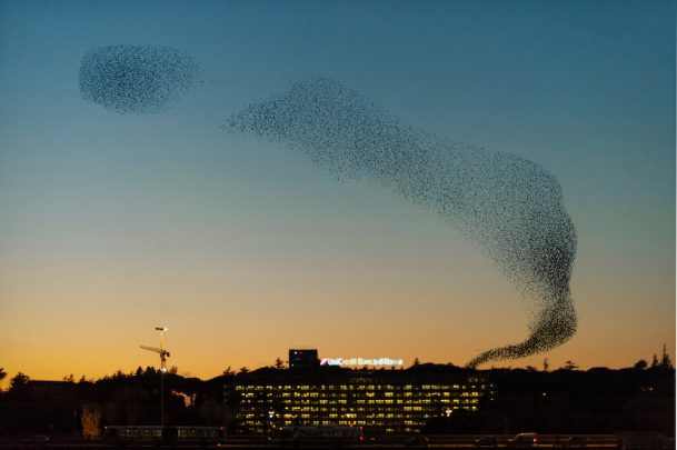 Want to see the incredible starling formations in Rome? Here’s when you ...