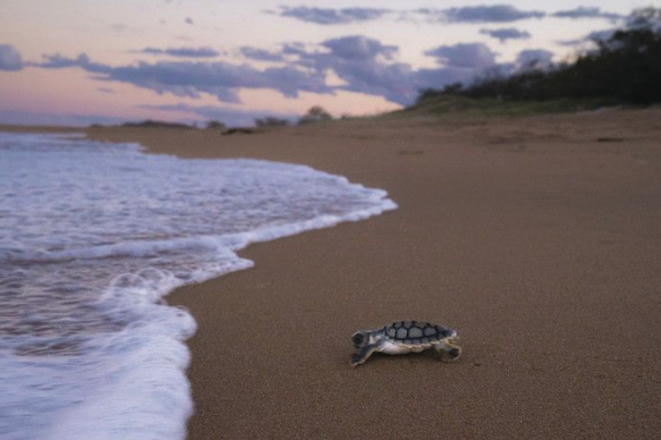 Everything you need to know about turtle hatching season - Starts at 60