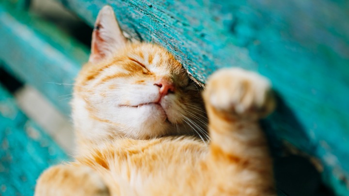 This sanctuary in Hawaii is a cat lover’s paradise - Starts at 60