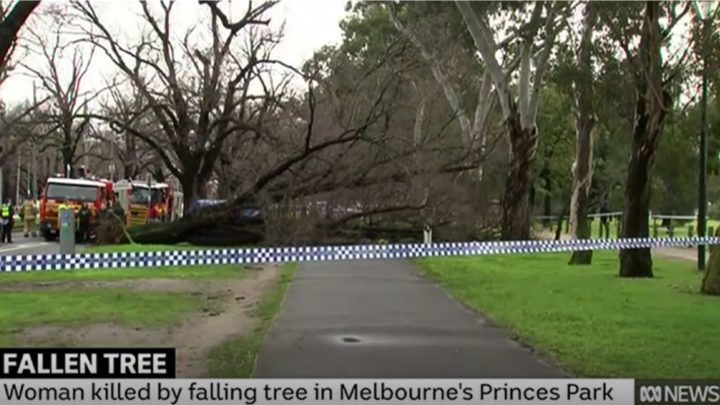 Female jogger tragically dies after being crushed by falling tree ...