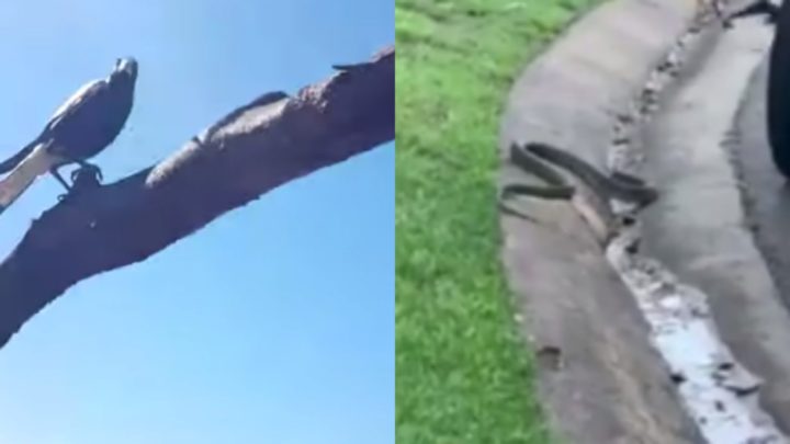 ‘Only in Australia’: Dramatic moment swooping magpie chases off brown ...