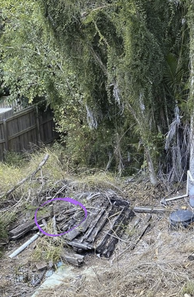 Can you spot it? Homeowners discover 2.5m snake hiding in messy ...