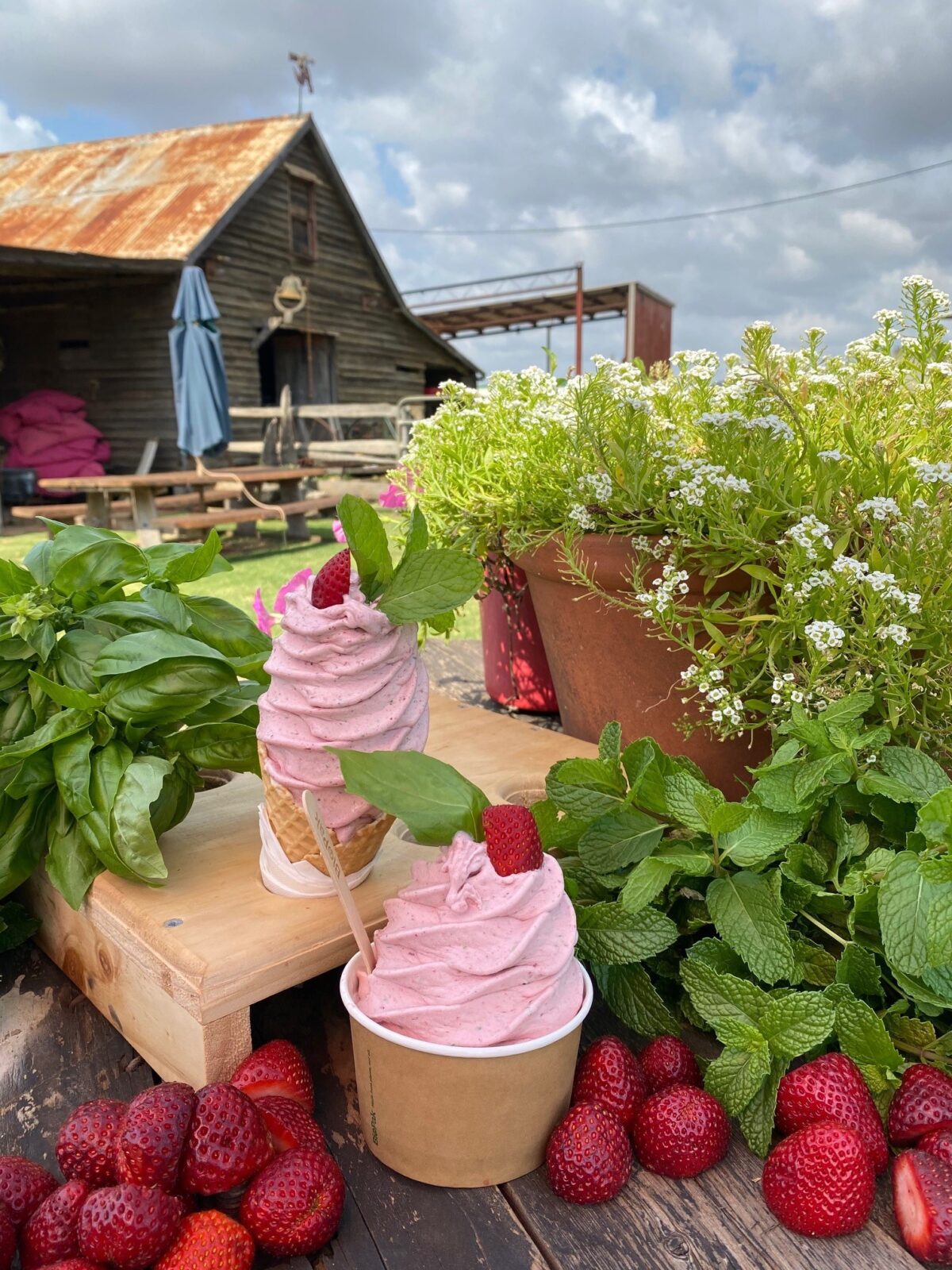 Let kids be kids! 10 fantastic Queensland farms to visit with your ...