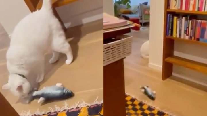 Melbourne woman captures moment cat senses impending earthquake ...