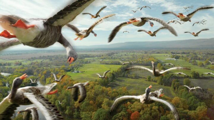 Daily Joke: Racing geese for sale and other feathery jokes - Starts at 60