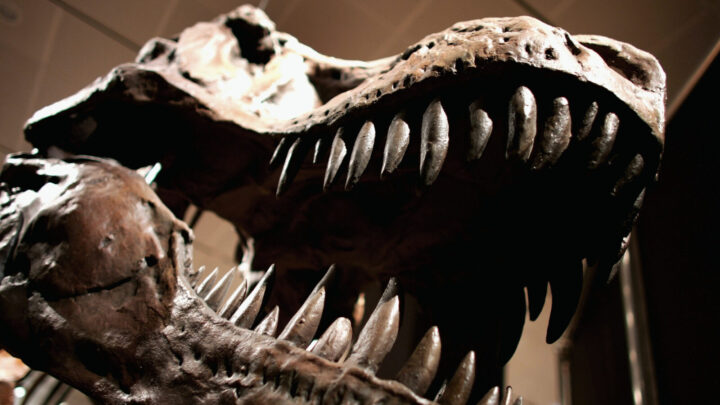 Incredibly rare dinosaur fossil discovery stuns scientists - Starts at 60