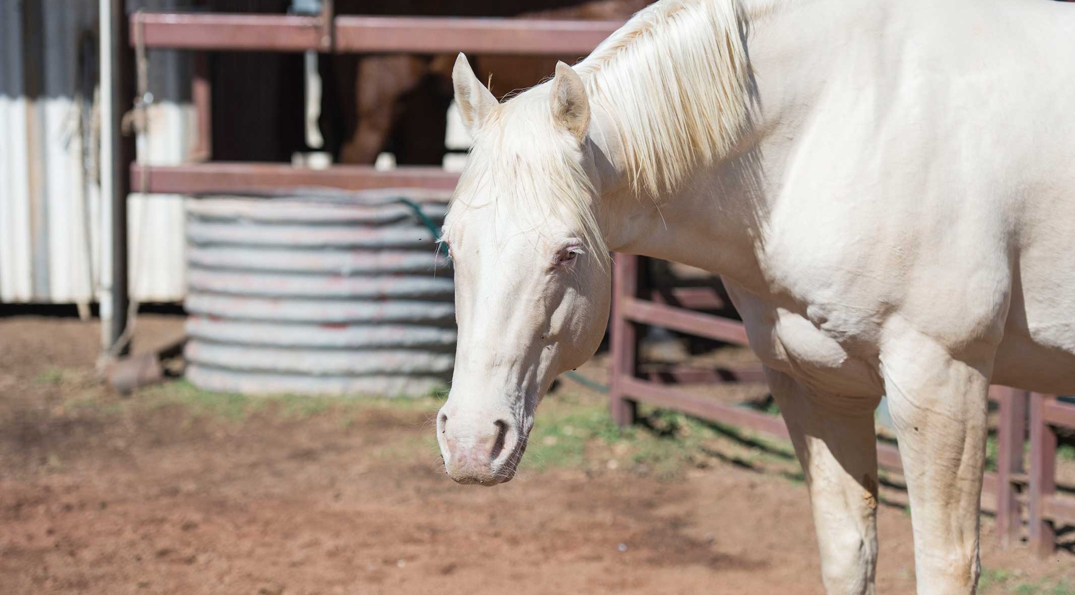 Meet the amazing animals who make outback life special - Starts at 60