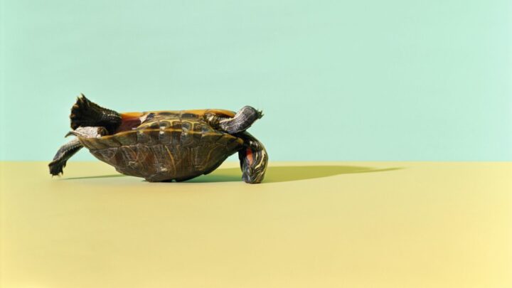 Daily Joke: Politicians are like ‘post turtles’ - Starts at 60