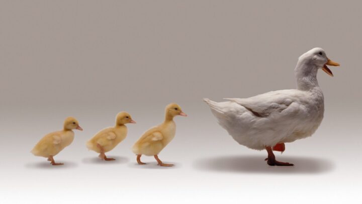 Daily Joke: Don’t step on the ducks - Starts at 60