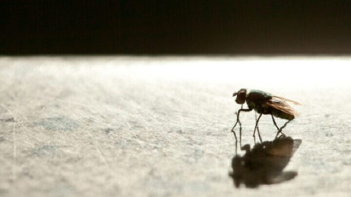 Why are flies so hard to swat? Science reveals why and we’ve got the tips for a buzz-free home ...