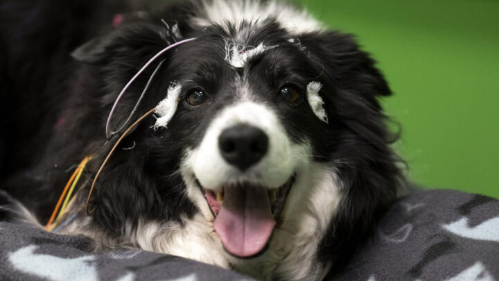 Canine cognition unleashed: Study reveals dogs’ remarkable ...