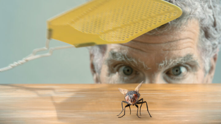 Why are flies so hard to swat? Science reveals why, plus proven tips ...