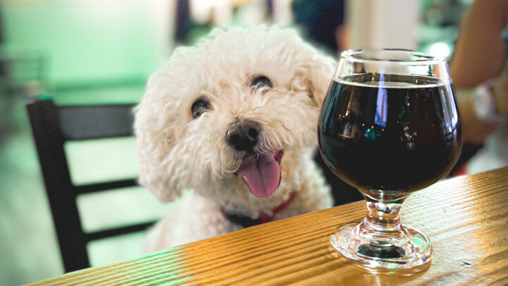 Daily Joke: A dog orders a drink at the bar - Starts at 60