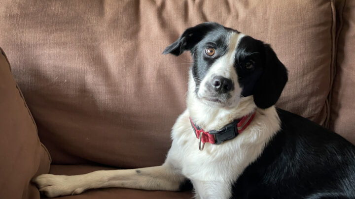 Say goodbye to lingering animal hair for good with this cheap household ...