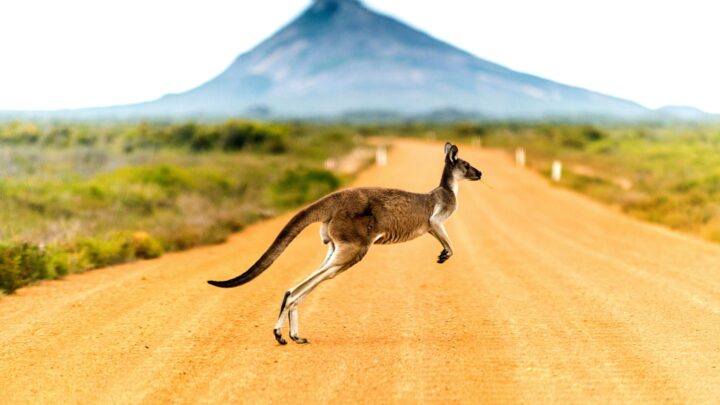 How to avoid kangaroos: 8 tips for keeping safe on your next Aussie ...