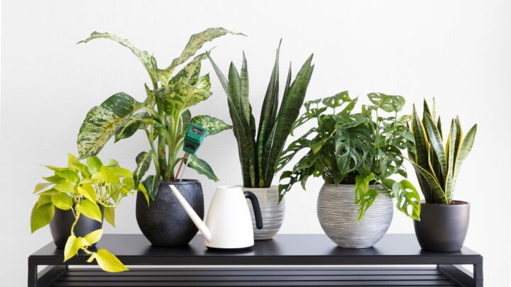 8 indoor houseplants you can easily nurture to brighten up your home ...