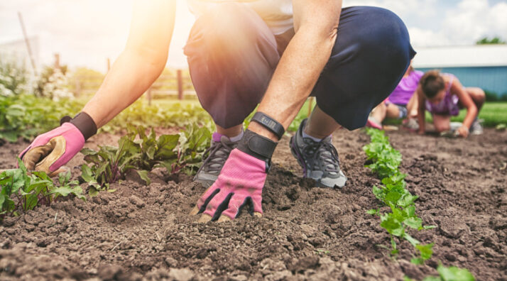 Summer Gardening: Simple tips to keep your plants thriving as the heat ...